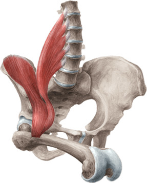Psoas – Body Basics – Well-being